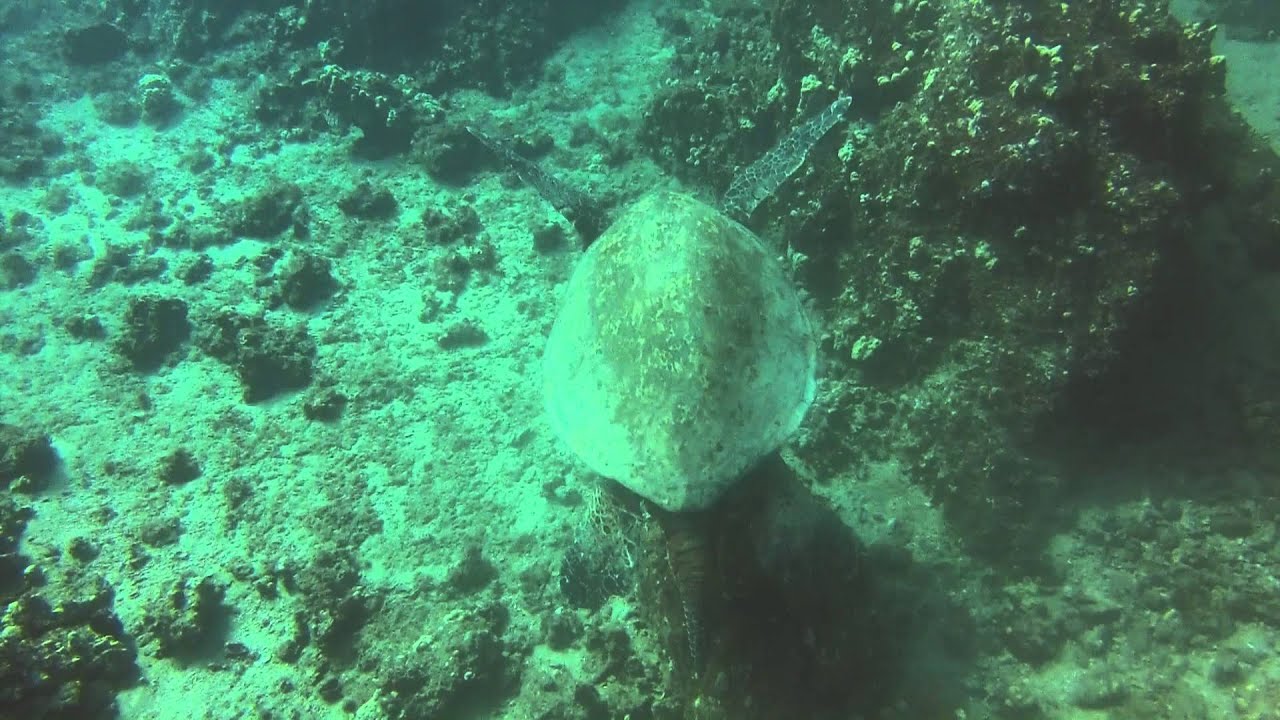 Amazing Green Sea Turtle Encounter 2 - Maui 2013