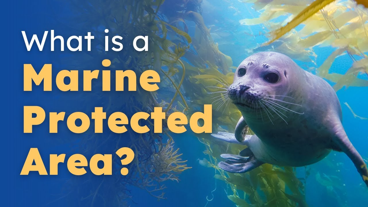 MPA 101: All About Marine Protected Areas and MPA Watch