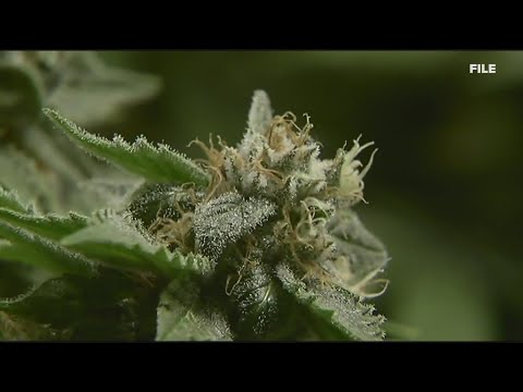 Cannabis still federally illegal, but vast majority of adults support legalization