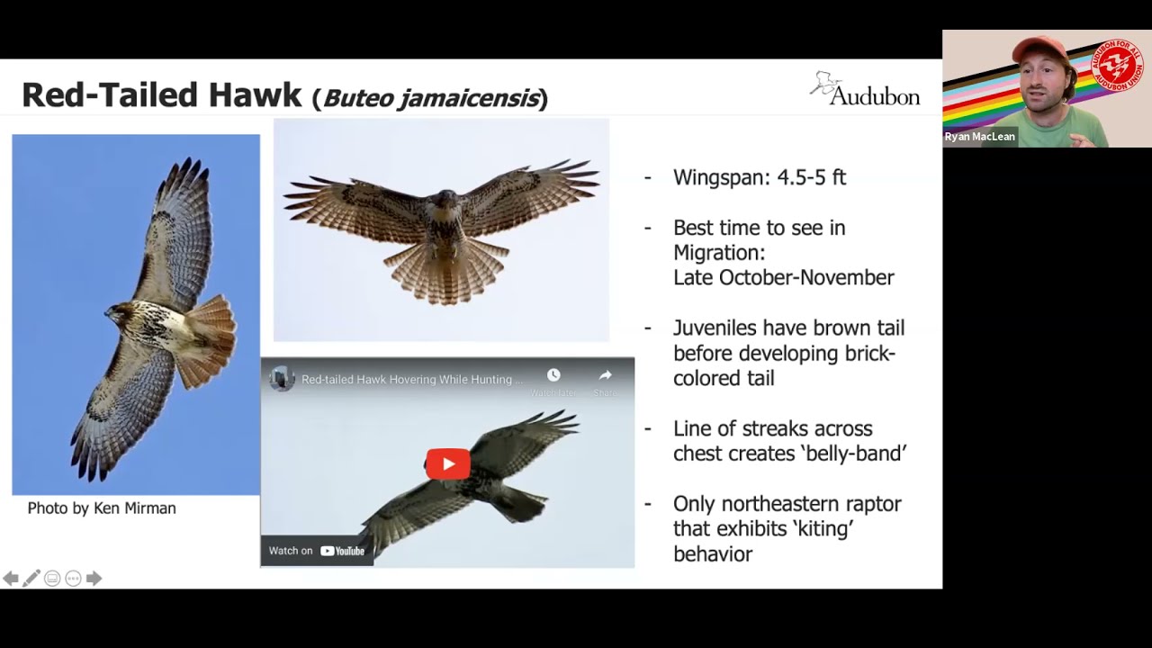 An Inside Look: Remarkable Raptors! Learn About Fall Hawk Migration