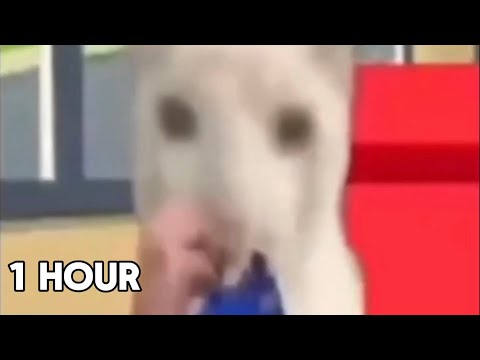 Cat Eating Chips For 1 Hour