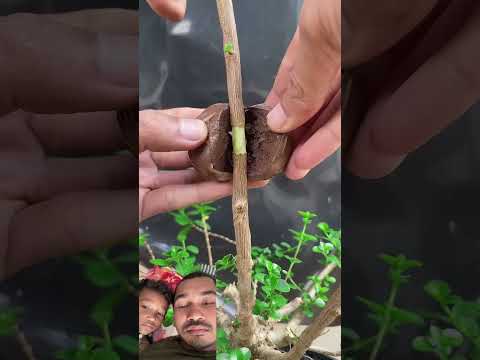 Cultivate plants