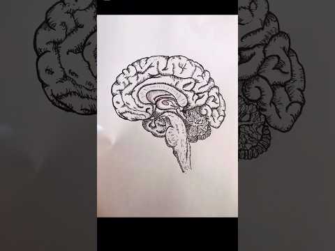 Brain 🧠 #drawing #pinterest #inspire #brain