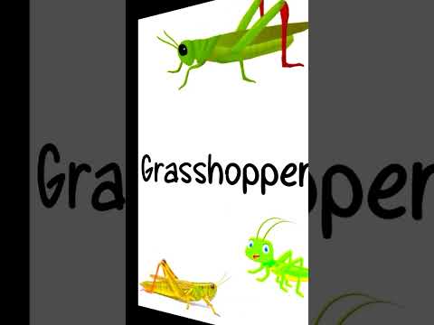 Learn Insects Vocabulary With Pictures/English American Pronunciation US /الحشرات بالأنجليزية