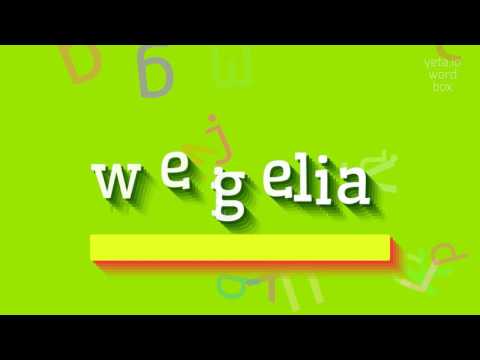 HOW TO PRONOUNCE WEIGELIA? #weigelia