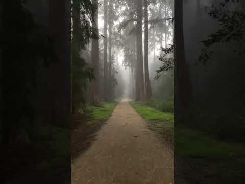 Walk through foggy forest β€οΈ #shorts #ytshorts