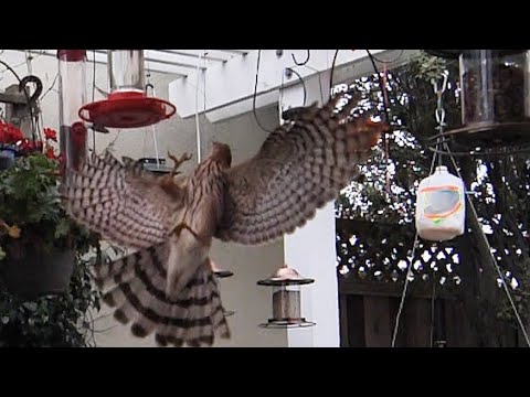 Cooper's Hawk chases & catches birds in Slow Motion