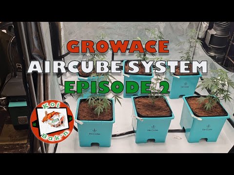 Growace | AirCube Active Oxygen Ebb and Flow Grow System | Ep 2 | Bucket System Setup Walkthrough