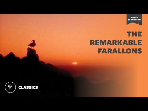 The Remarkable Farallons | Mutual of Omaha's Wild Kingdom