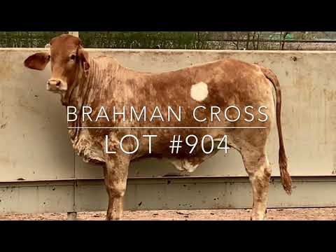 Brahman Cross - J&J Cattle Co