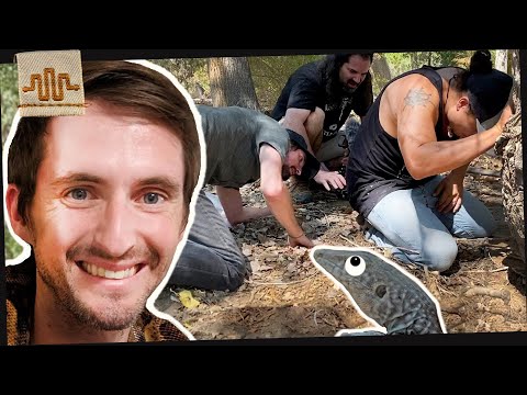 what are they DOING? [Clint's Reptiles, Dāv Kaufman, Brian Kusko, Owen's Animals]