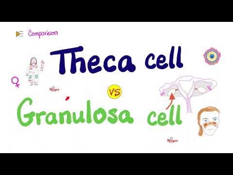 Theca Cell vs. Granulosa Cell - The ovary - Physiology