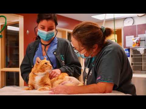Happy Holidays from Your SPCA Monterey County - 2021