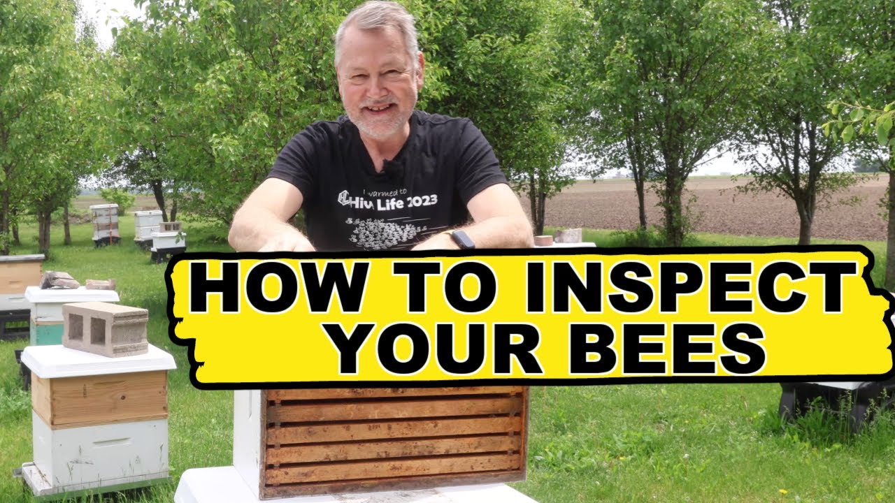 Beekeeping Hive Inspection: How To Avoid Common Mistakes