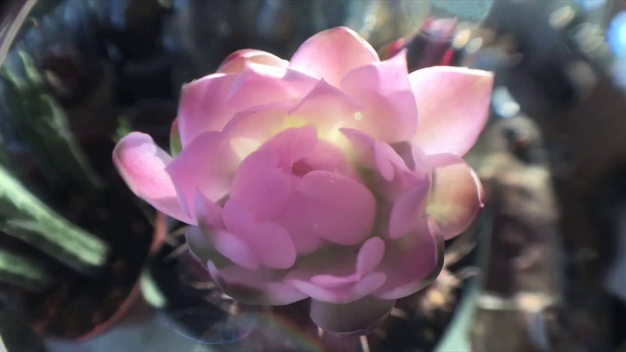 Rare Cactus Flower bloom - time-lapse / one week