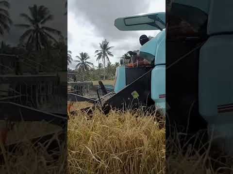 "Philippine-Made Rice Combine Harvester: Revolutionizing Agriculture in the Philippines" #cavao
