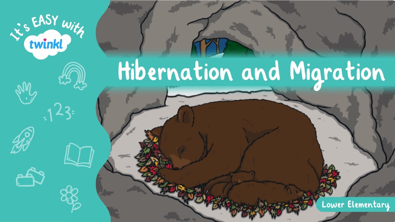 Hibernation and Migration | It’s Easy With Twinkl | Twinkl USA