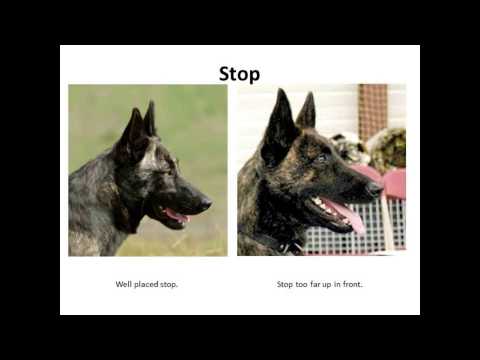 Breed standard of the Hollandse Herdershone