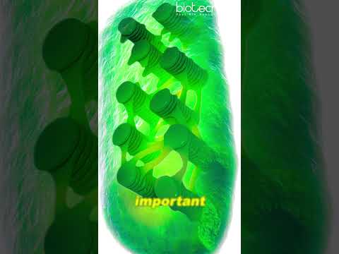 Photosynthesis Explained in 60 Seconds #photosynthesis