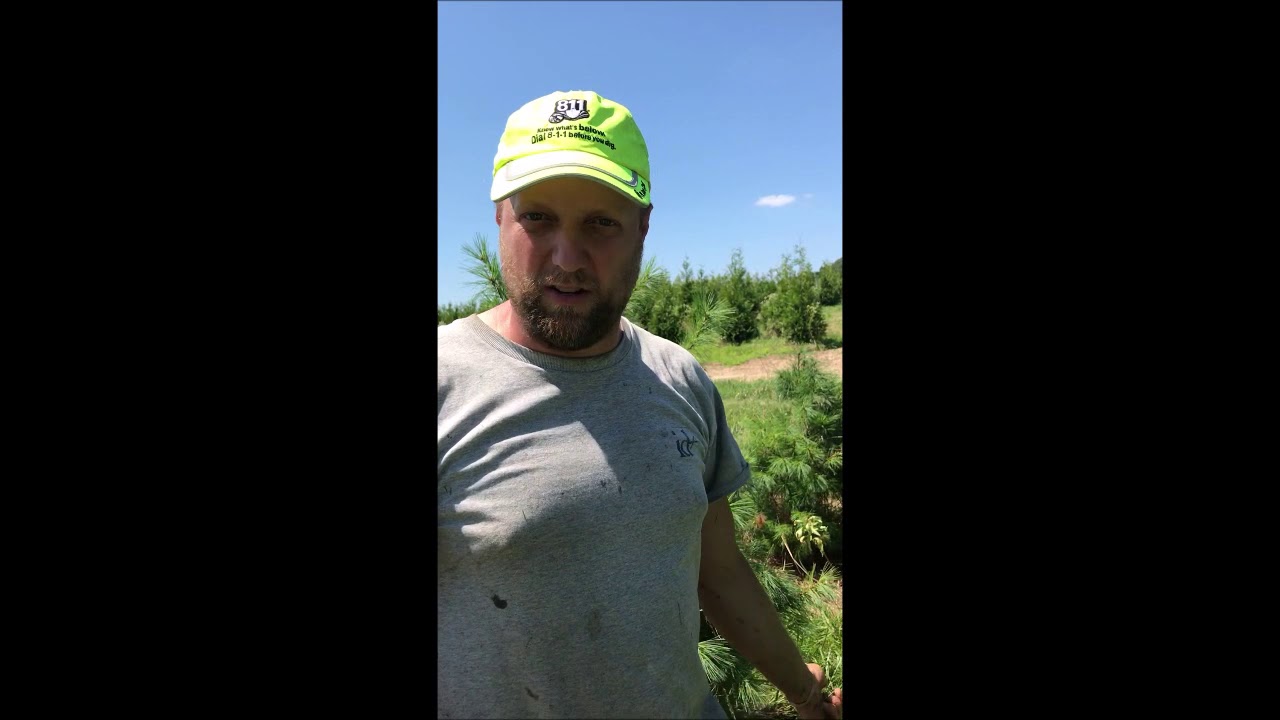 How To Prune a White Pine Tree
