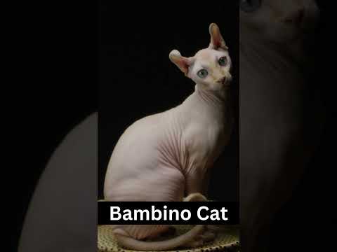 Bambino Cat - Characteristics - Habitat - Diet - Behavior - 101 Facts - Health - Size #video