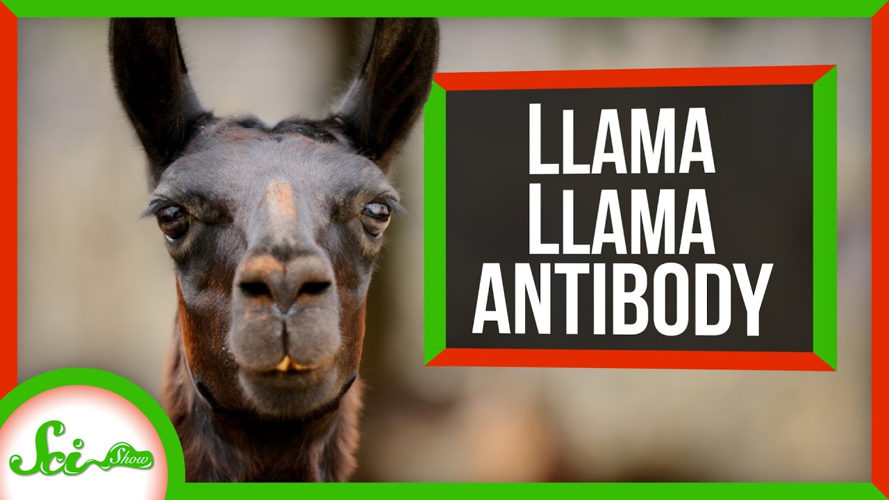 Fighting COVID-19 With... Llamas?!