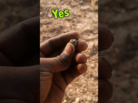 How to pick peepal seeds #peepaltree #gardening