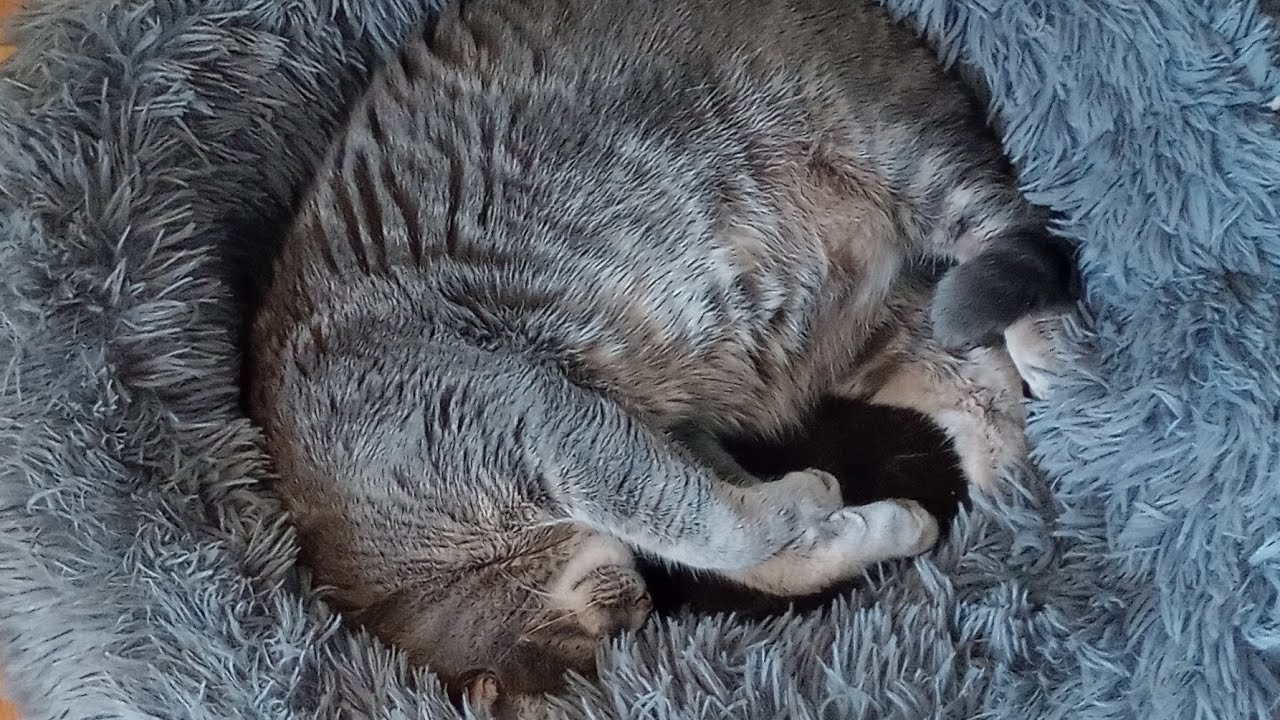 Grays At Play: Full Version