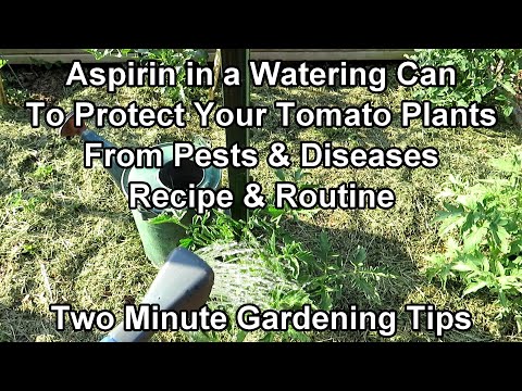 How to Use Aspirin to Prevent Pests & Disease on Tomatoes - Recipe & Routine: Two Minute TRG Tips