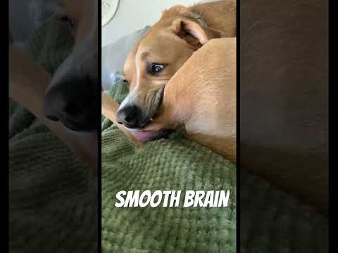 Smooth brain #dogs #podcast #dogtrainer #dogtrainerslife #dog #smoothbrain