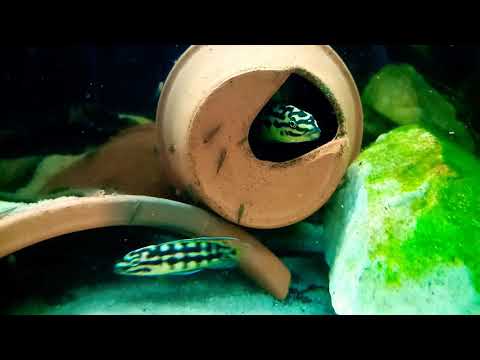 Julidochromis cf. marlieri "Burundi"