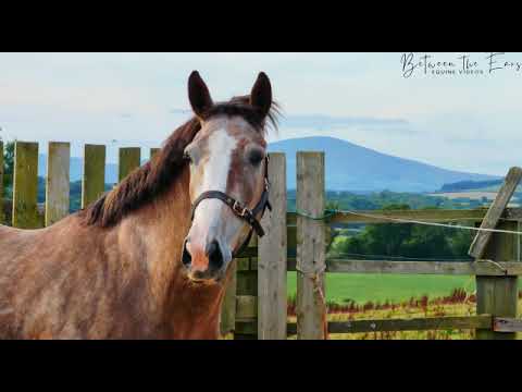 Lot 595 @Goresbridge Horse Sales