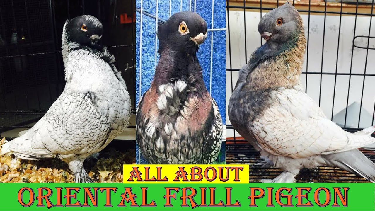 Oriental Frill Pigeon Information  Standard, Characteristics, Color, Uses, Appearance