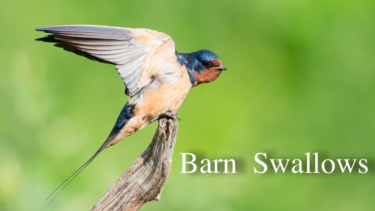 Barn Swallows