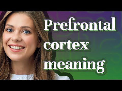 Prefrontal cortex | meaning of Prefrontal cortex