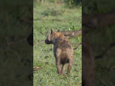 Hyenas: The Cunning Hunters of the Savanna. Subscribe now and experience the wild world of hyenas!