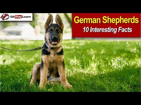 10 Interesting Facts about GERMAN SHEPHERDS