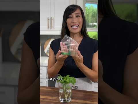How to Properly Store Fresh Basil to Extend Freshness and Flavor