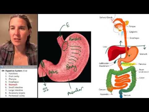Digestive System 5- Stomach