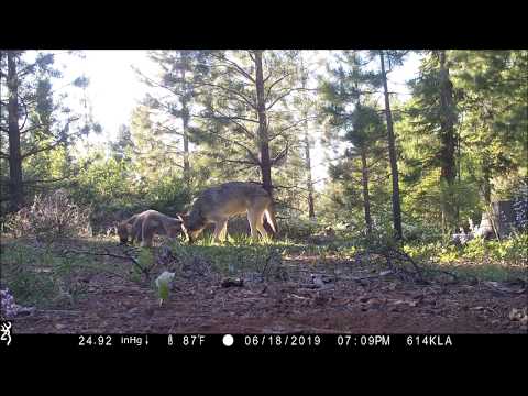 Lassen Wolf Pack gives birth to pups for fourth consecutive year – The ...