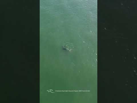 Observing Bottlenose Dolphins from Drone Flight