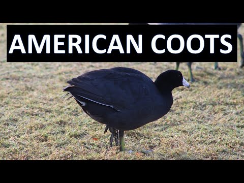 American Coots Facts, Narrated documentary - American Coot, Rails, Fulica americana