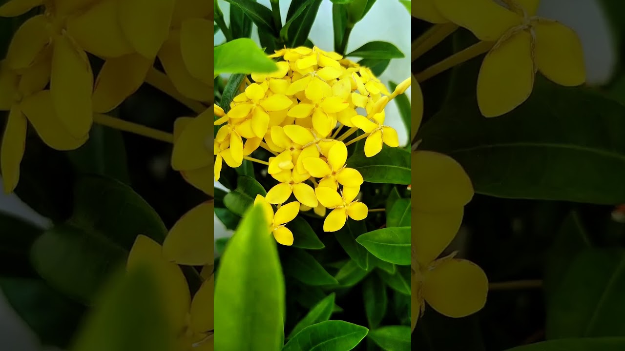 tutorial aesthetic #tutorial #aesthetic #flowers #bunga #alam #nature #pemandangan #tanamanhias