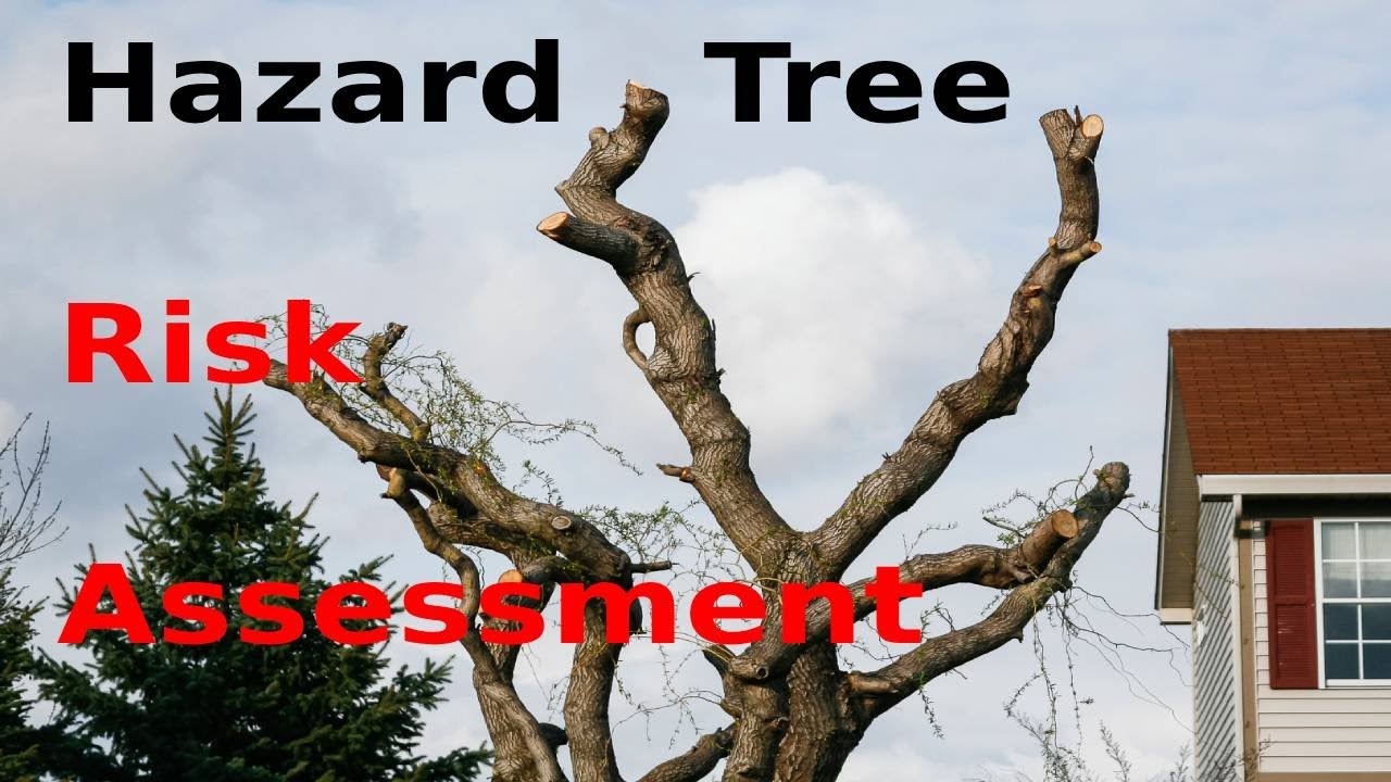 Hazard Tree Assessment