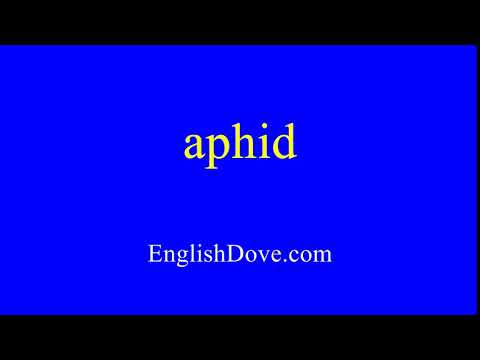 How to pronounce aphid in American English.