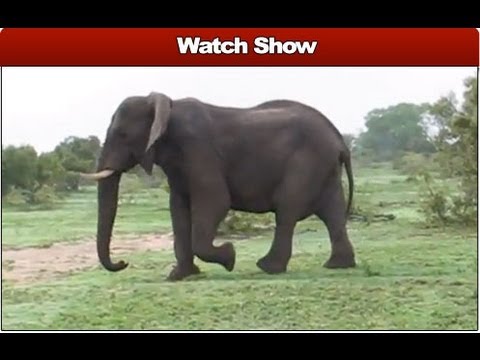 The American Innovator - The Elephants of Ngala