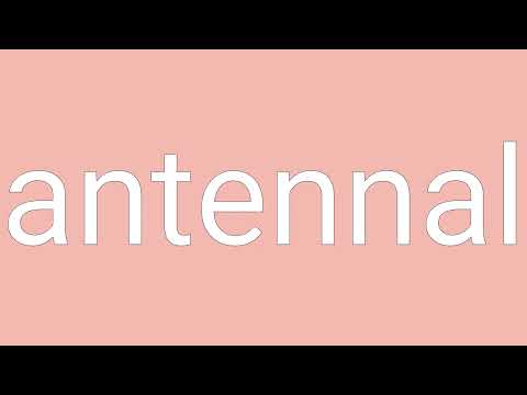 Antennal Definition & Meaning