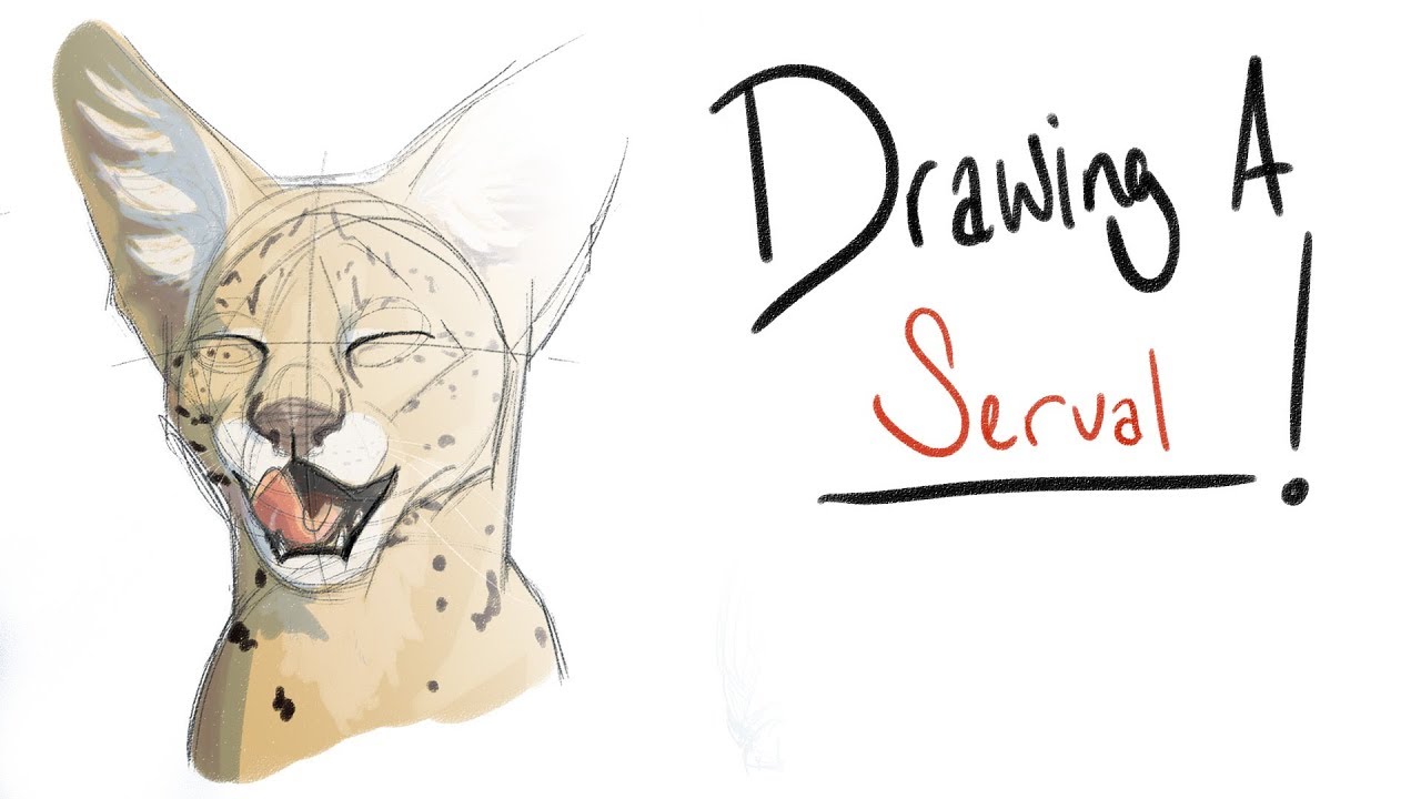 'Drawing a ____!' Ep 3: Servals
