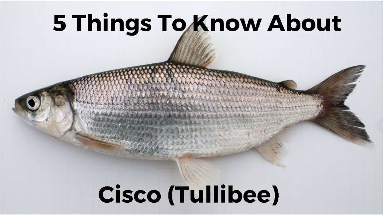 5 Things You Need To Know About Cisco To Help You Catch More Fish!