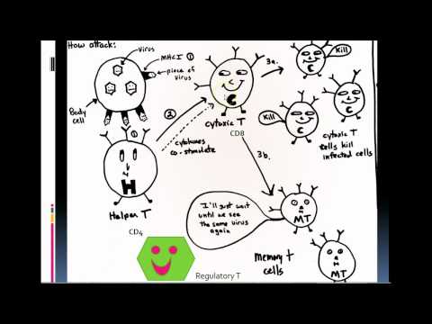 Cell Mediated Immunity
